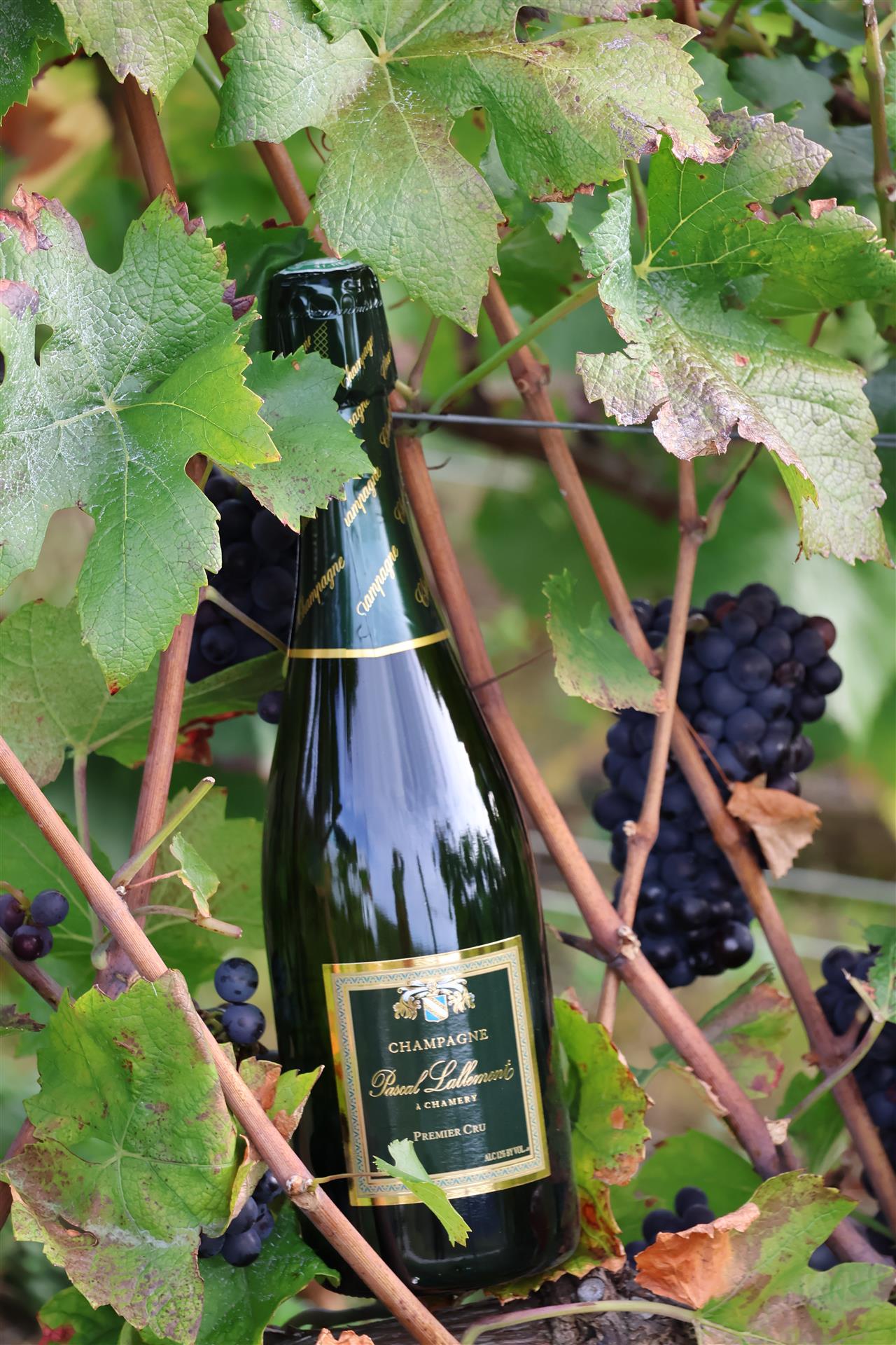 Le Petit train des Vignobles de Champagne - Paysages de Champagne